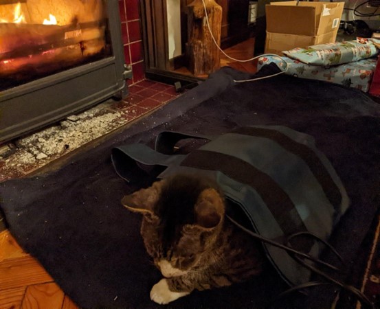 Feline Physiotherapy – MV Vet Physio